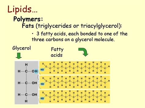 Macromolecules Ppt Download