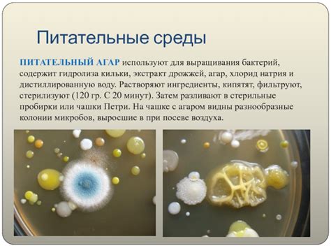 Общая Микробиология презентация, доклад