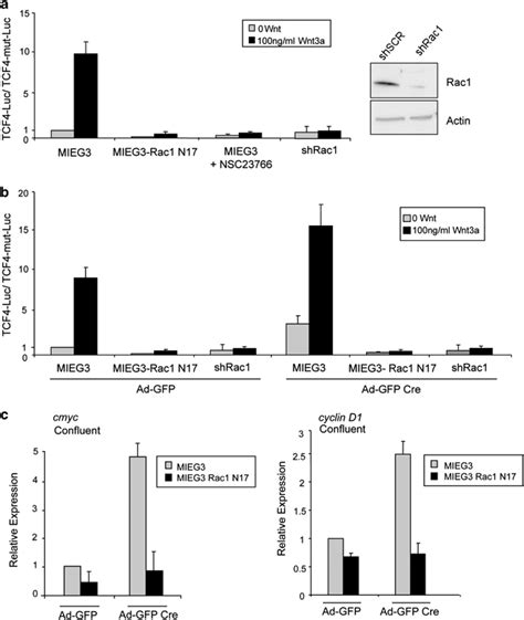 rac1 activity is necessary for elevated wnt signaling in nf2 deficient
