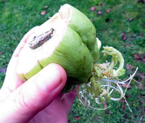 Oh The Places Youll Grow Choko Rediscover