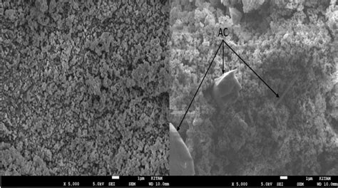 Scanning Electronic Micrographs Sem Of A Naked Ac And B Actio2
