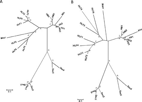 Unrooted Phylogenetic Trees Generated Using The Neighbor Joining