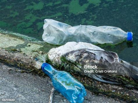 플라스틱 병에 부리와 물 가장자리에 죽은 갈매기 또는 새 플라스틱 오염 개념 병에 대한 스톡 사진 및 기타 이미지 병 죽음 개념 죽음 물리적 묘사 Istock