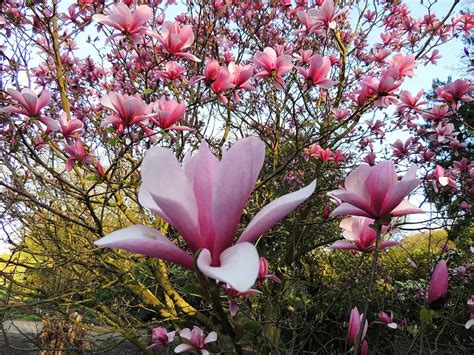 17 Magnolia Trees With Pink Flowers With Pictures Plantglossary