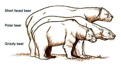 Short Faced Bear Alchetron The Free Social Encyclopedia