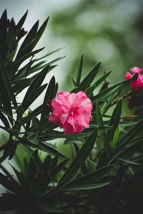 Free Images : beautiful, bloom, blooming, blossom, bright, close up ...