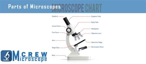 What Does The Adjustment Knob Do On A Microscope Microscope Crew