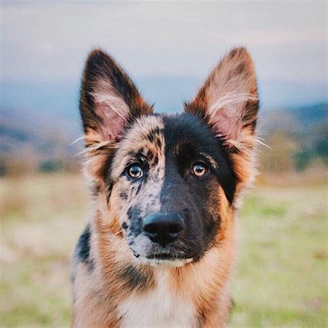 Australian Shepherd Golden Retriever German Shepherd Mix Stom