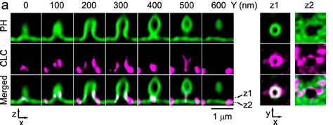 Unveiling Clathrins New Role A Paradigm Shift In Membrane Dynamics