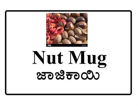 Nut Mug Plant Whole With Shell At Rs 100pack In Hubli Id 2852487216862
