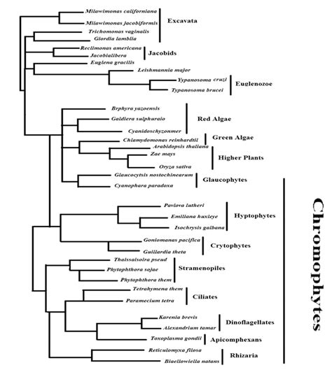2 Phylogenetic Tree Showing The Placement Of Algae And Higher Plants Download Scientific