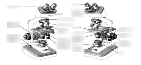 Microscope Diagram Diagram Quizlet Microscope Diagram Diagram Quizlet
