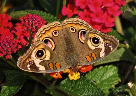 Gray Buckeye — Friends Of The Regional Parks Botanic Garden