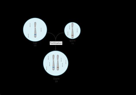 Environmental Influence And Sex Linked Genes Genetics Basics And Allele Variations Mendels