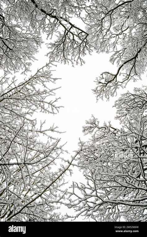 Tree Canopy Pattern Hi Res Stock Photography And Images Alamy