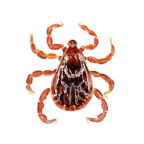 A Complete Guide To Tick Identification And Prevention The New York Times