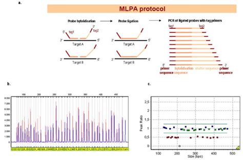 The Principle Of Multiplex Ligation Dependent Probe Amplification Download Scientific Diagram