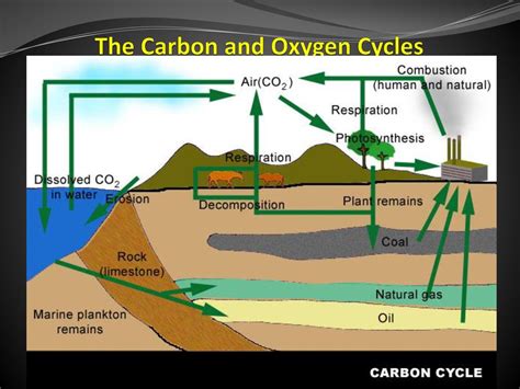 Lecture 10 Flow of Energy in an Ecosystem Ozgur Unal - ppt download