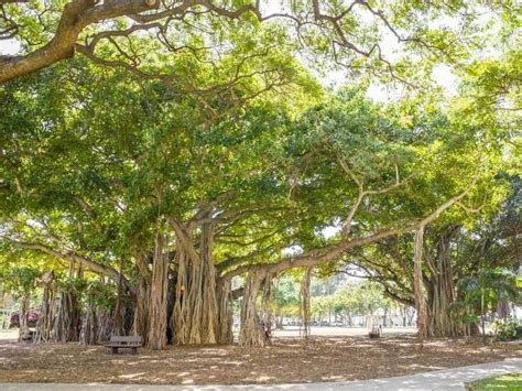 Asparagus Root System Are Asparagus Roots Invasive Leafyjournal