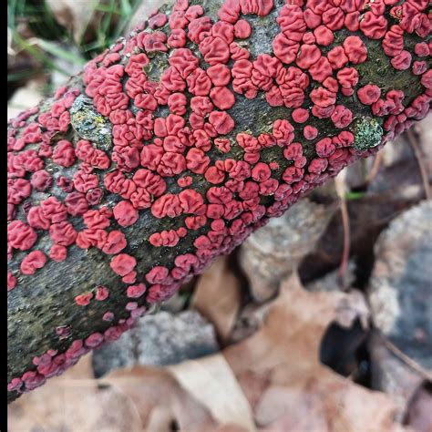 Some Very Nice Peniophora Rufa A K A Red Tree Brain Fungus A K A