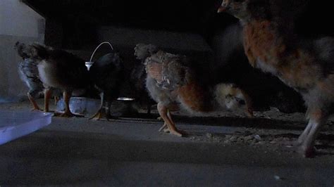 Chick Chickas Youtube