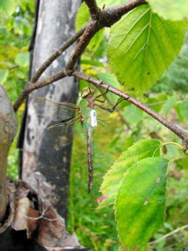 Migrating Insects Surf On Winds And Warmth The Wildlife Society