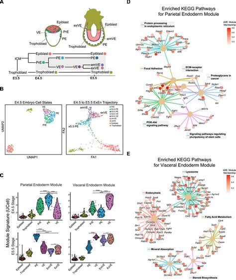 Single Cell Transcriptomes Of The Extraembryonic Endoderm Lineages In Download Scientific