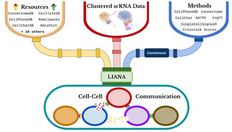 Liana Tutorial • Liana