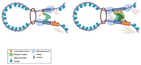 Emerging Role Of Enhancer Rnas As Potential Diagnostic And Prognostic Biomarkers In Cancer