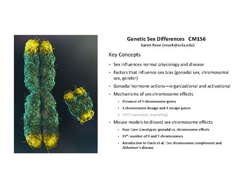 Genetic Sex Differences And Their Impact On Physiology Cm156 Sex
