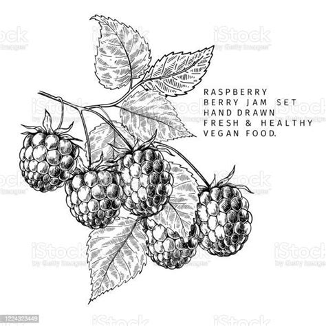 손으로 그린 라즈베리 가지 잎과 베리 벡터 일러스트가 새겨진 브램블 농업 공장 여름 수확 잼 또는 마멀레이드 비건 성분 메뉴 패키지 화장품 및 식품 디자인 라즈베리에 대한