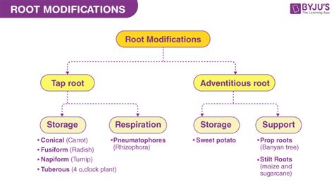 Root Definition Types Morphology Functions Britannica