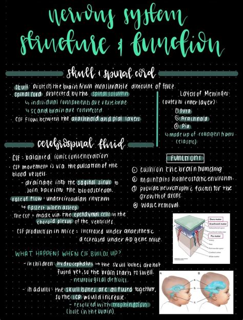 Nervous System Structure And Function Notability Gallery