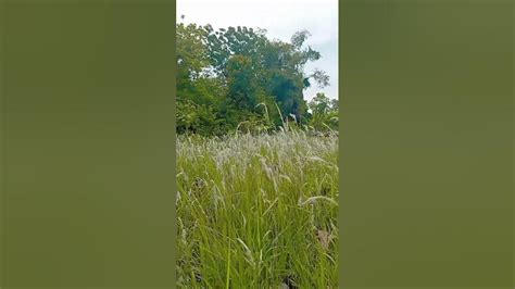 Rumput Bergoyang 😃 Alamindah Shortvideo Youtube