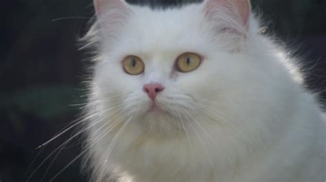 训练集、验证集和测试集 知乎