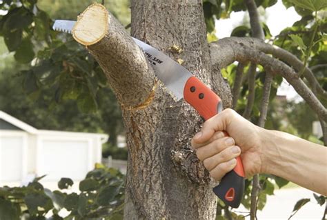 The High Cost Of Poor Tree Pruning Practices O Brien S Tree Care