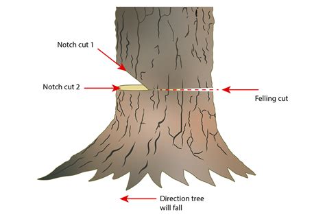 How To Fell A Tree Mygardening