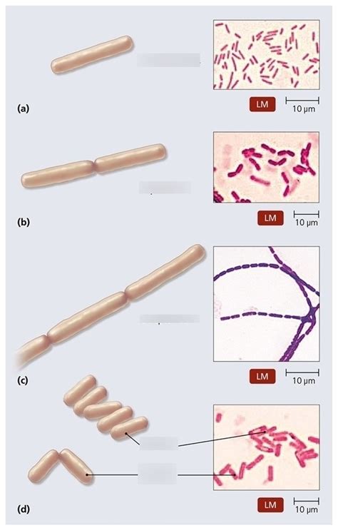 Bacillus Patter Shapes Diagram Quizlet