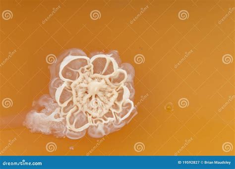 Bacillus Subtilis Growing On Nutrient Agar Medium Under The Microcope Stock Image