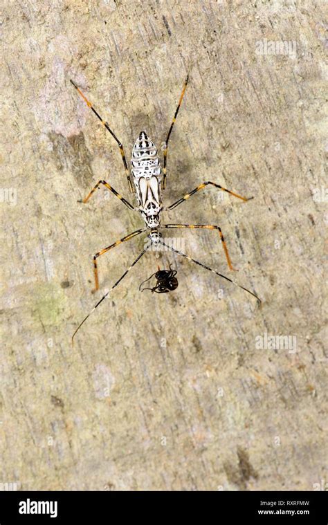 Assassin Bug Hemiptera Adult Catching Small Spider Prey Manu