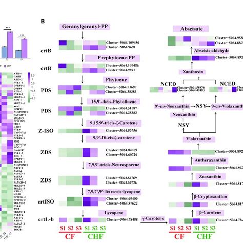 Alteration In Gene Expression Associated With Aba Biosynthesis And