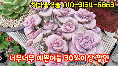 💥30이상할인분채 대박~♡ Succulentplant 多肉植物 Youtube