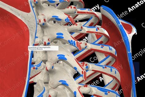 Insertion Of Semispinalis Thoracis Muscle Complete Anatomy