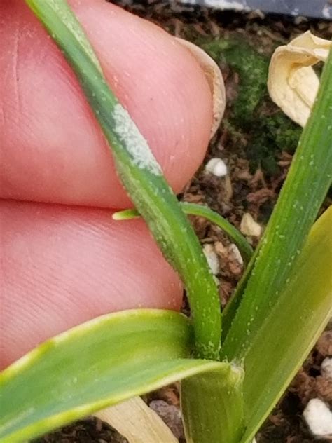 Stored Garlic Might Have Mites Onvegetables