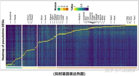 Monocle3个性化分析作图：拟时热图 拟时基因go分析 拟时基因趋势分析 知乎
