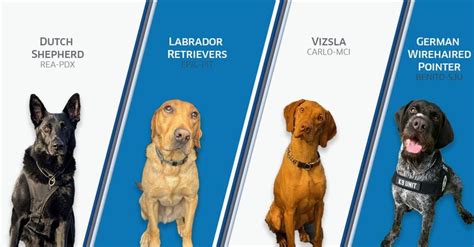 An Explosive Detection K9 Isnt Just About Breed Our K9s Possess A High Drive Trainability A