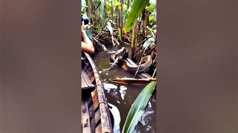 Anaconda Versus Phyton Youtube