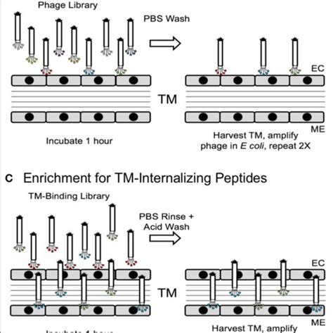 A Schematic Representation Of A Phage Display Library Showing Download Scientific Diagram