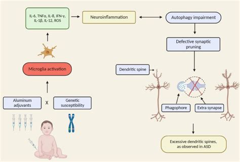 Inflammation And Autophagy A Convergent Point Between Autism Spectrum