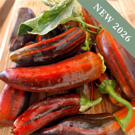 Sweet Pepper Candy Cane Chocolate Cherry Premier Seeds Direct